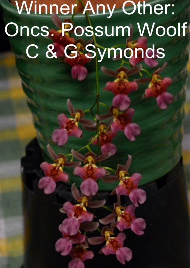Orchids Diseases | Bundaberg Orchid Society